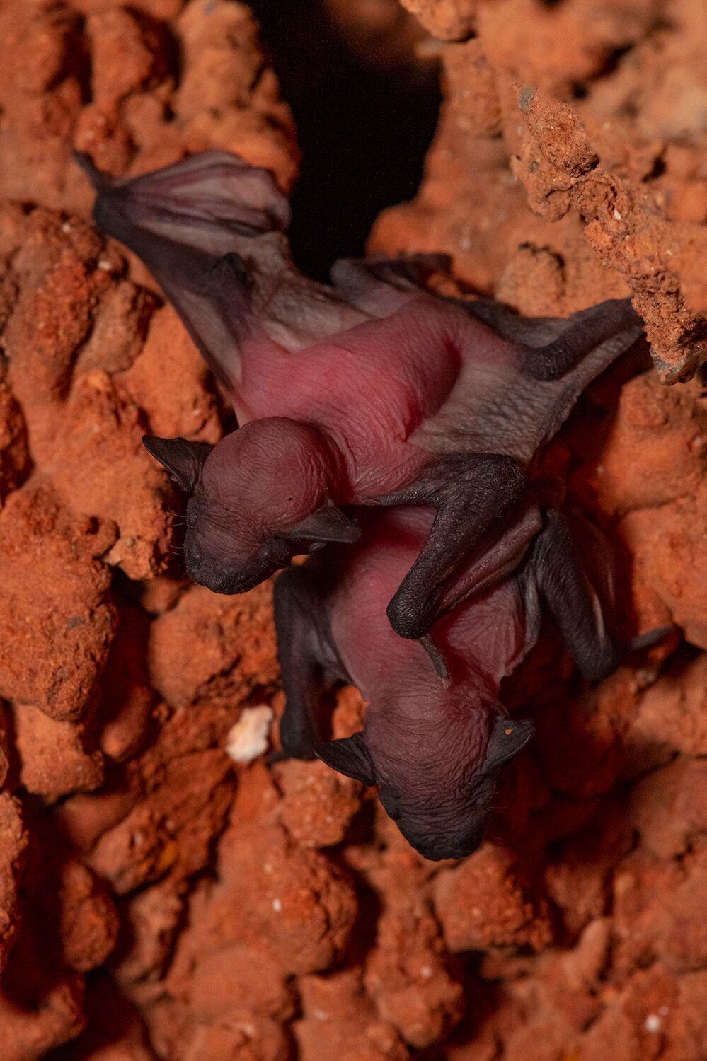 The clever bats that nest in the Great Sandy Desert