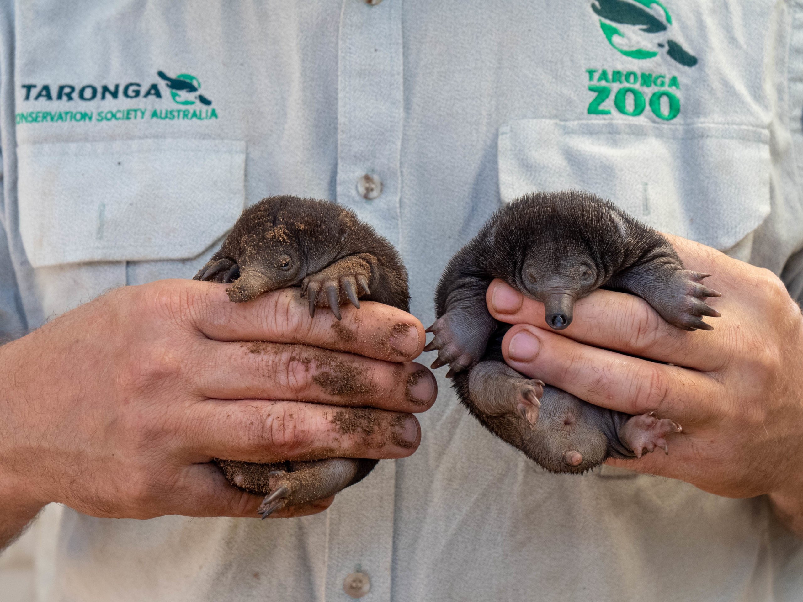Zoo celebrates rare birth of two echidna puggles
