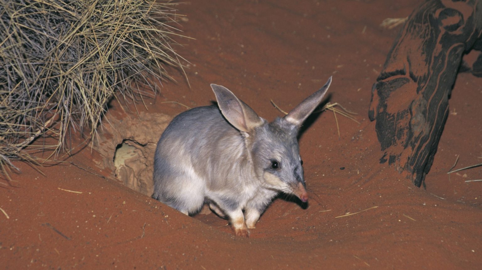 Bilbies make historical return to NSW