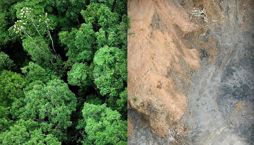 The best '10 year challenge' posts about the environment