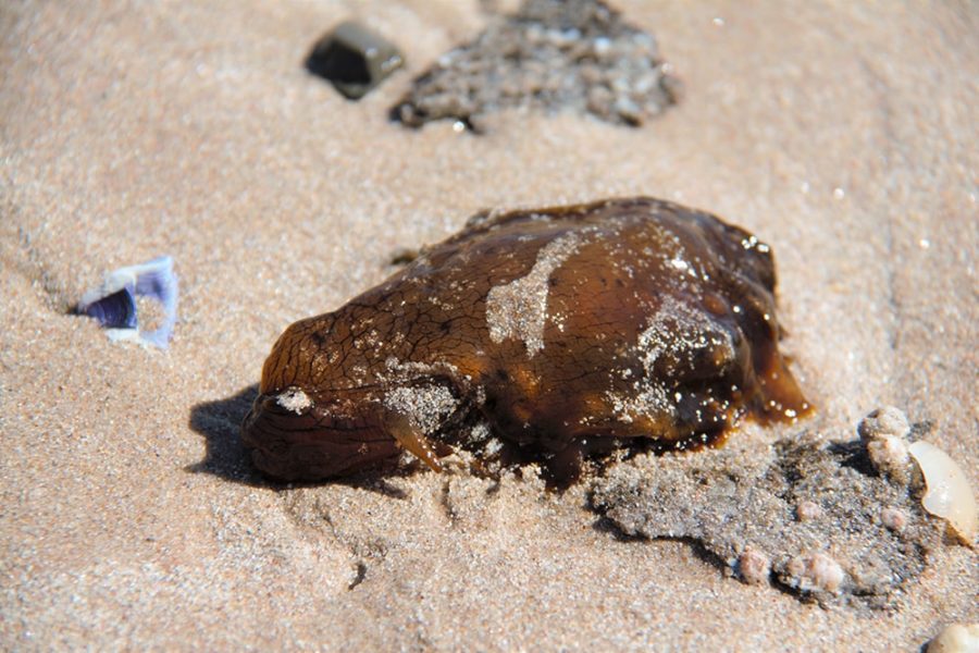 Toxic slime, camouflage and purple dye: sea hares explained