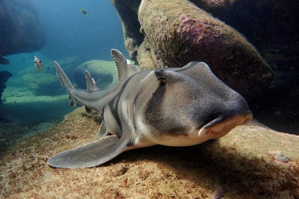 Golden swamp wallaby
