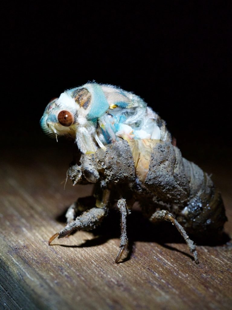 In pictures: a cicada sheds its skin