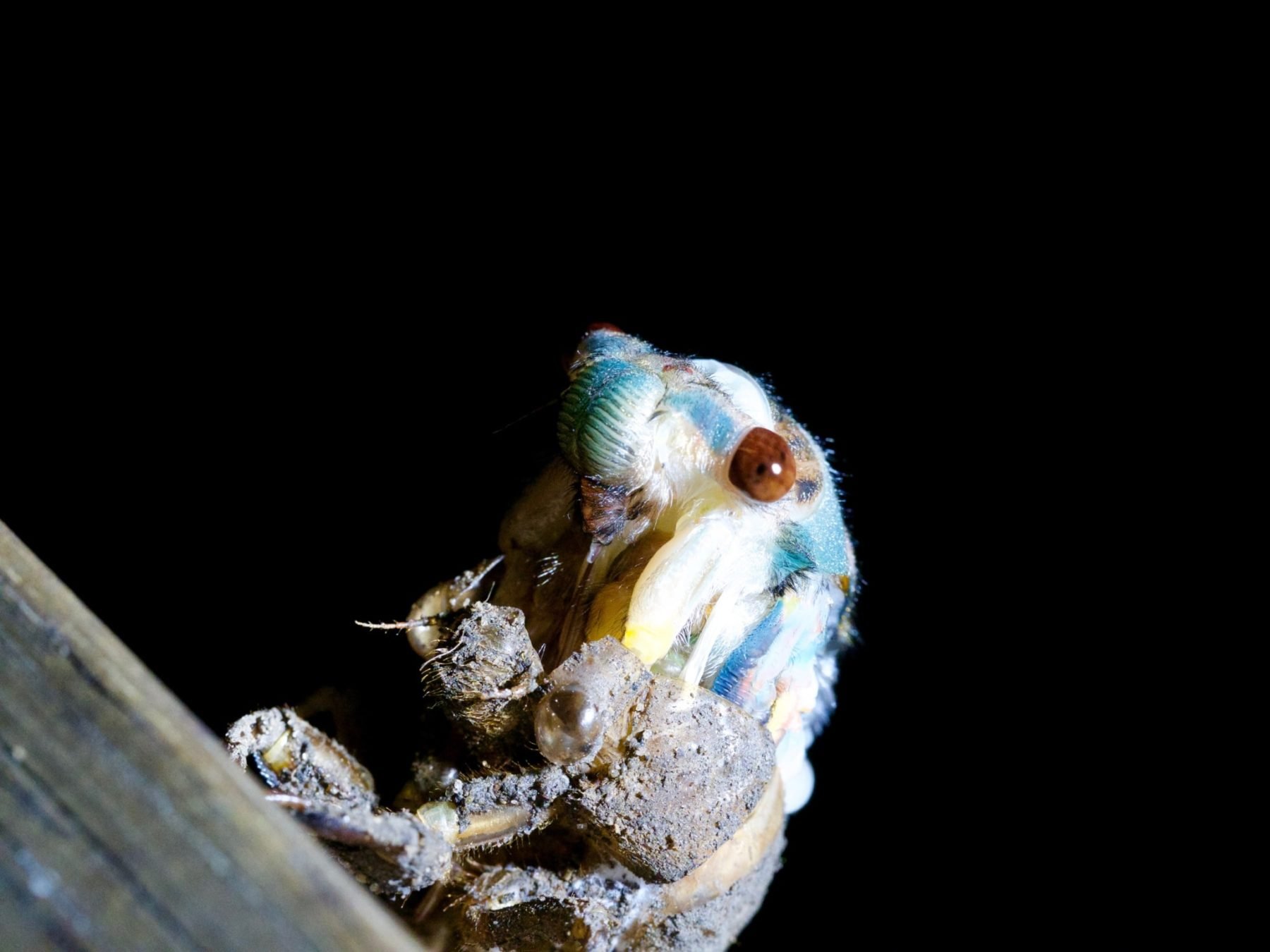 In pictures: a cicada sheds its skin