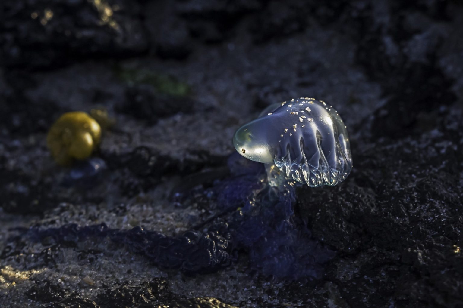 Golden swamp wallaby