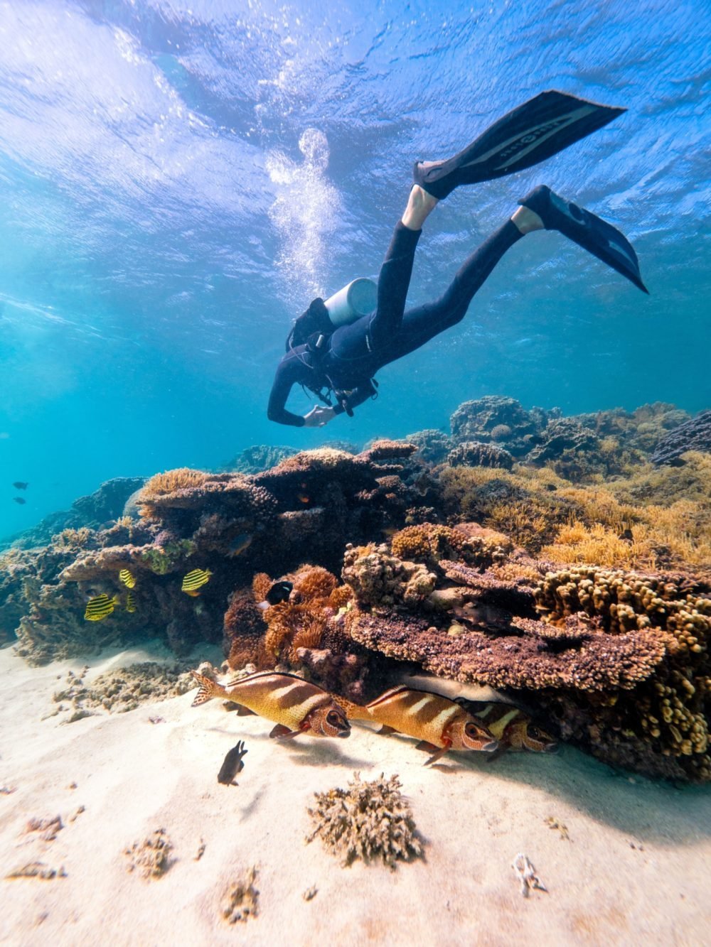 10 magnificent photographs of Lord Howe Island - Australian Geographic