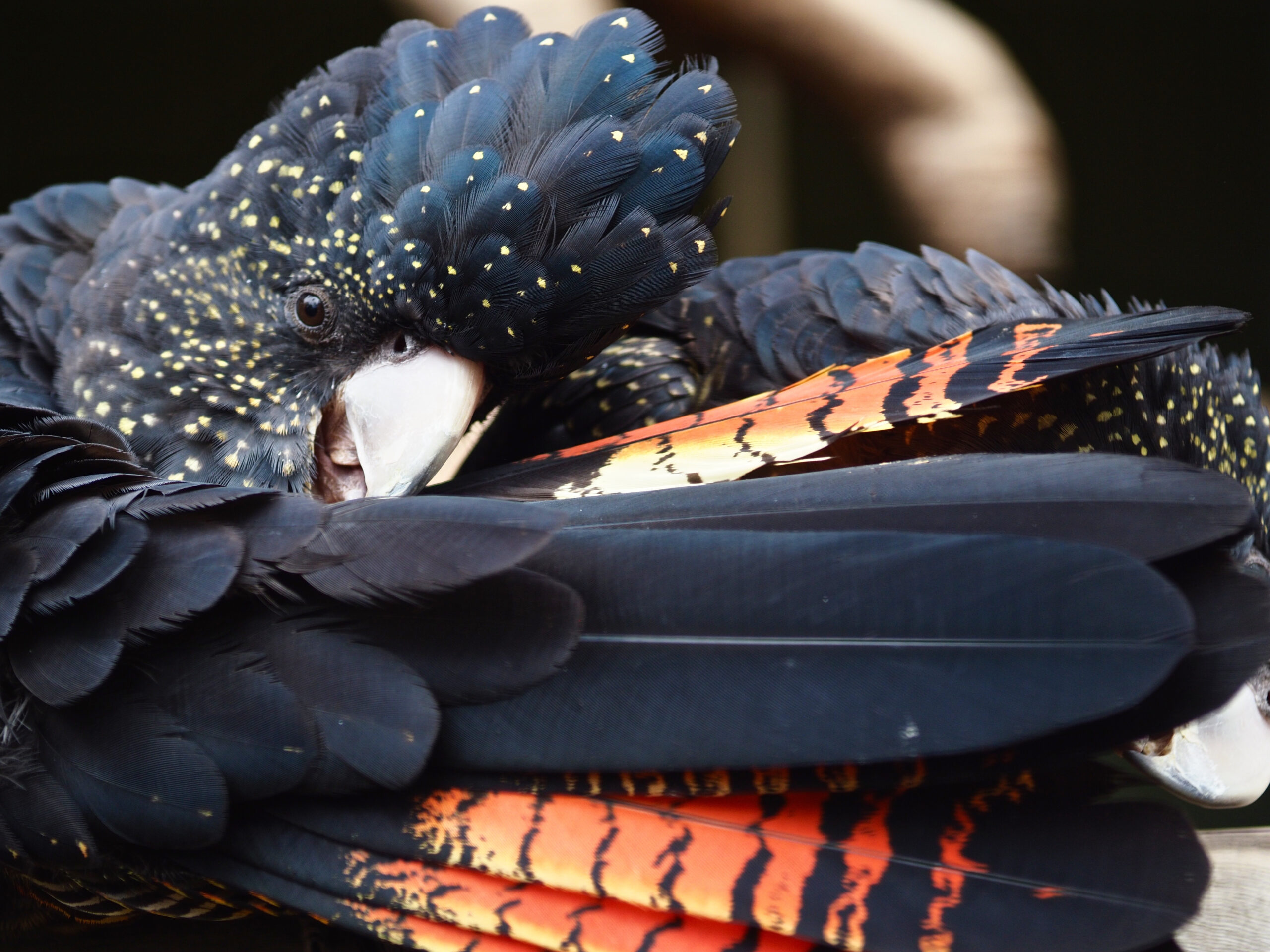 Fact File Red Tailed Black Cockatoo Calyptorhynchus Banksii Australian Geographic