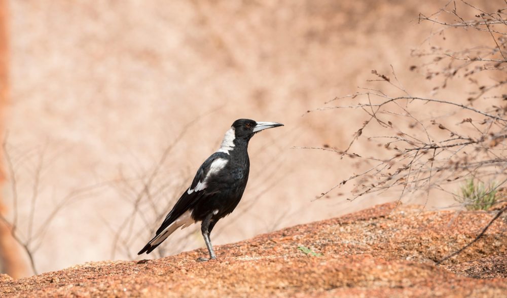 Here are 4 things you definitely didn’t know about Aussie magpies ...