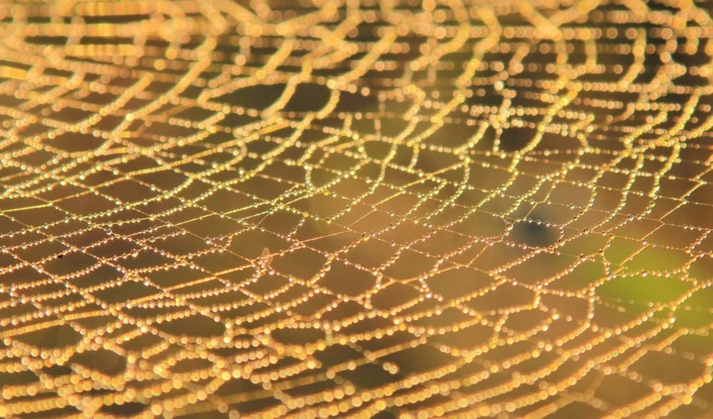 Photographer captures incredible image of rainbow spiderweb ...