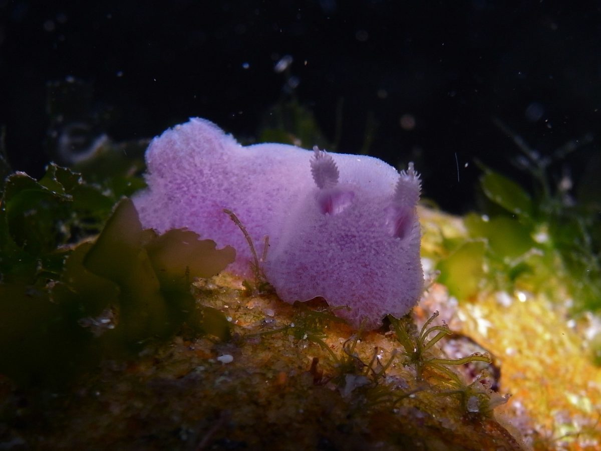 The wonderful sea bunny has (almost) equally wonderful friends