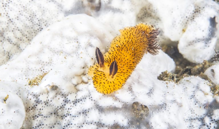 The wonderful sea bunny has (almost) equally wonderful friends