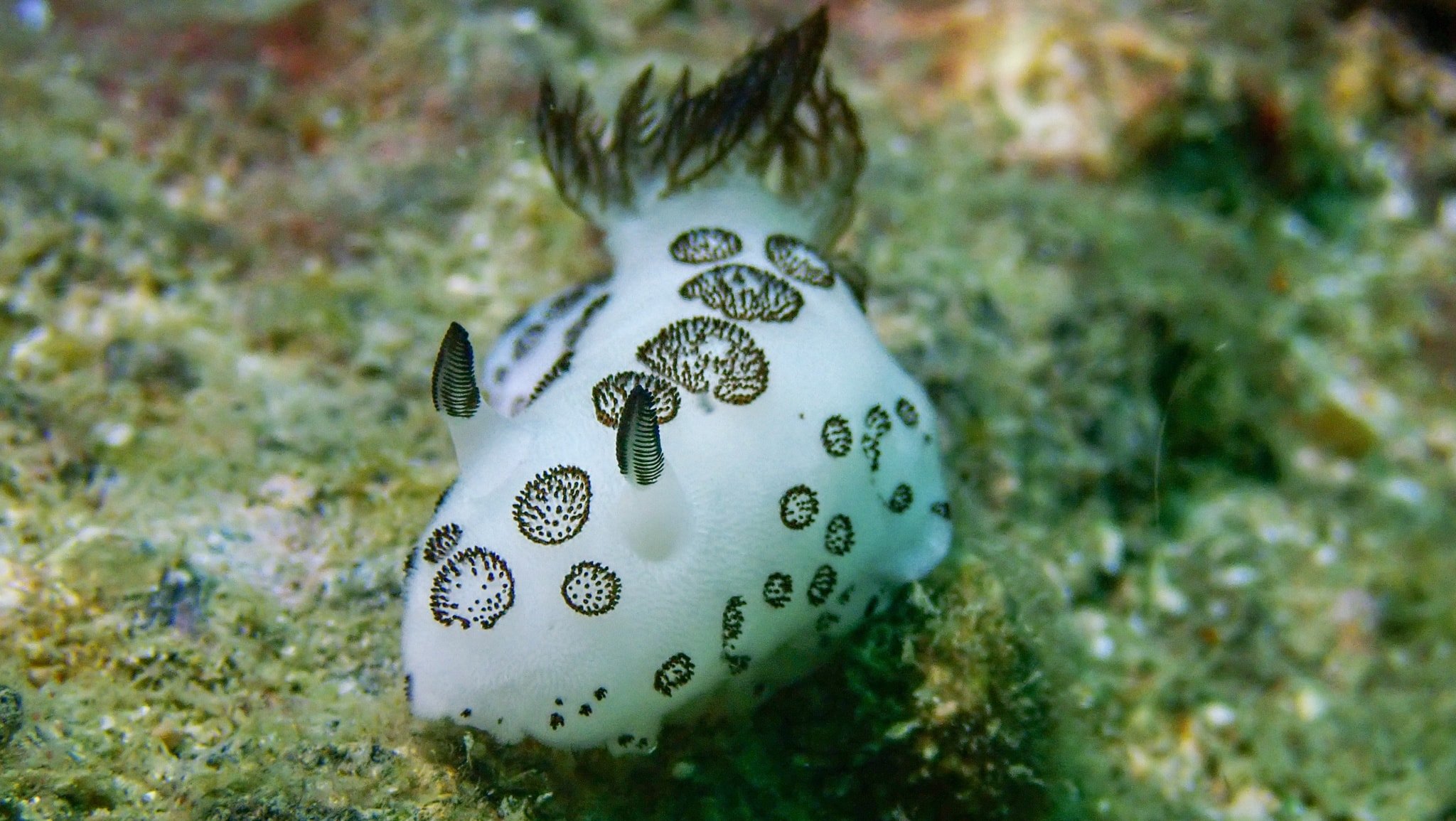 The wonderful sea bunny has (almost) equally wonderful friends