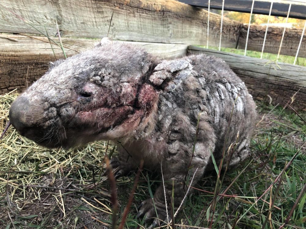 ‘It broke my heart’: horribly infected wombat joey reveals impact of mange