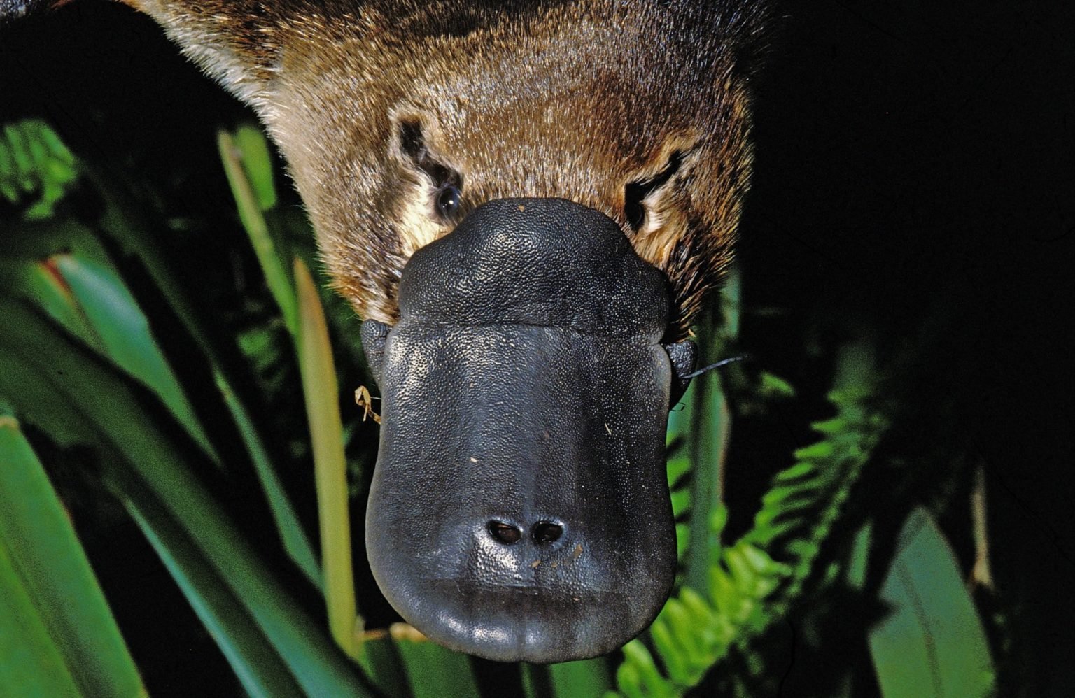 Fact File: Platypus (Ornithorhynchus anatinus) - Australian Geographic