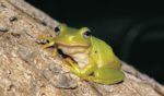 It’s a tiny bat buffet for green (or blue?) tree frogs - Australian ...