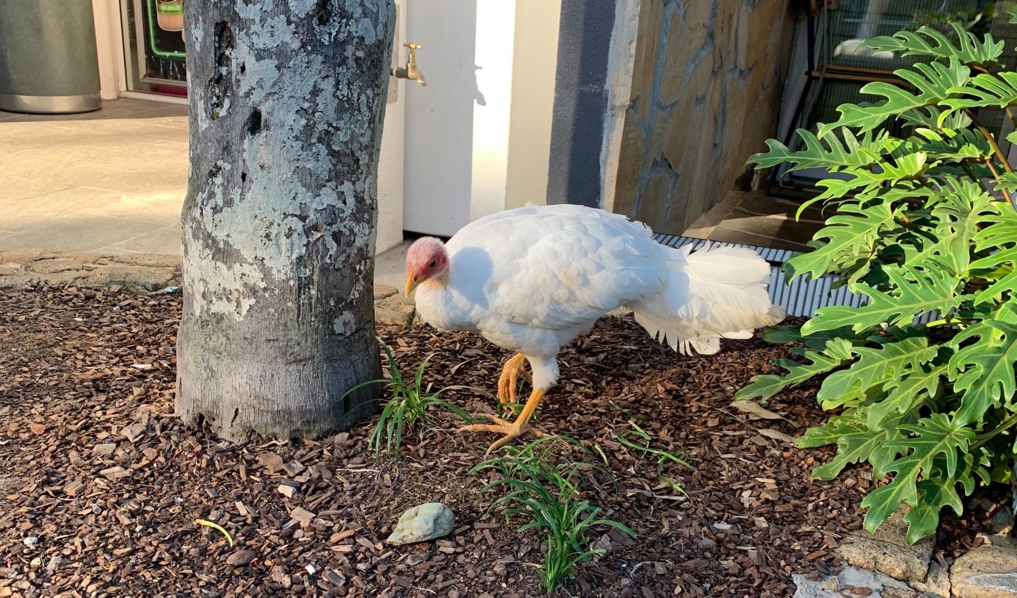 Spotted: white brush turkey