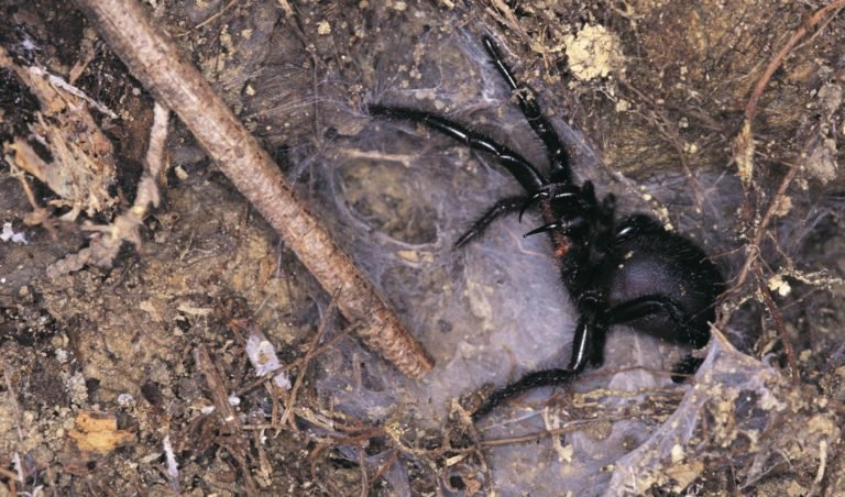 Australian funnel web venom could help fight malaria