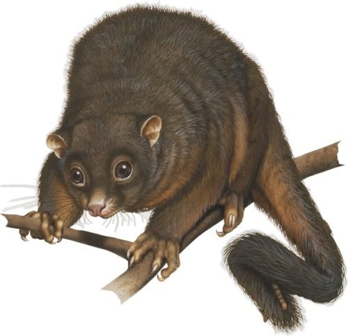 A guide to Australia's possums and gliders - Australian Geographic