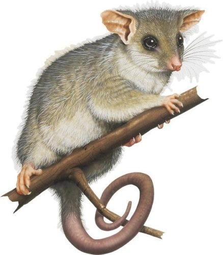 A guide to Australia's possums and gliders - Australian Geographic