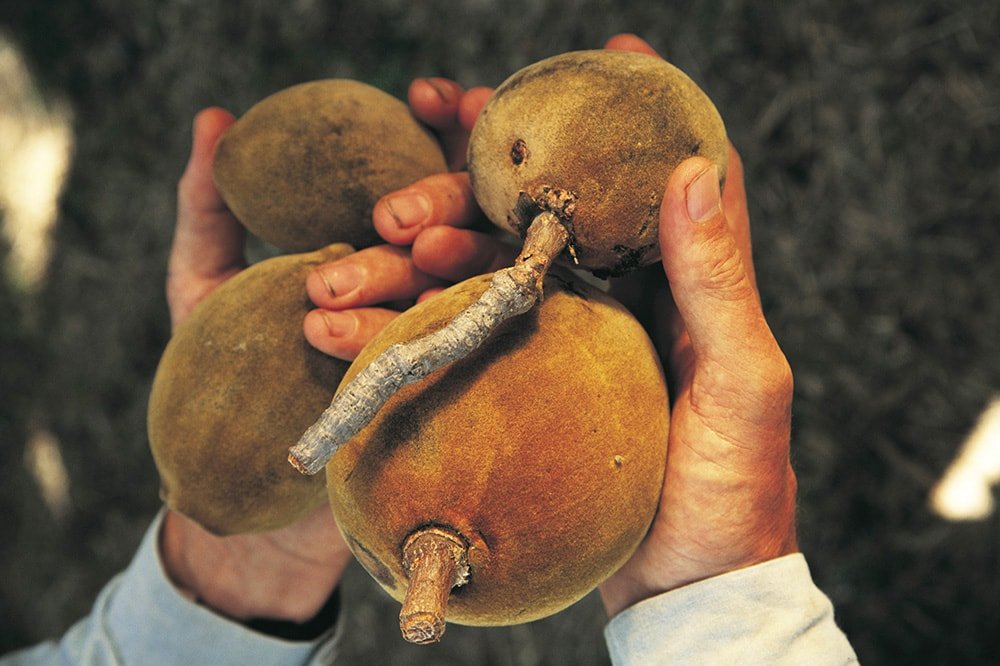 How did the iconic boab tree get to Australia?
