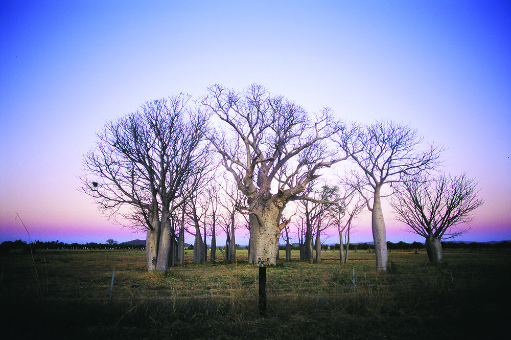 How did the iconic boab tree get to Australia?