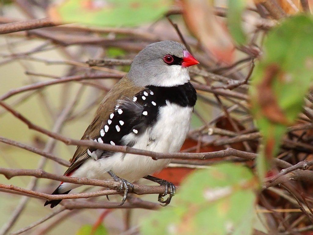 The silver diamond firetail barely even looks real