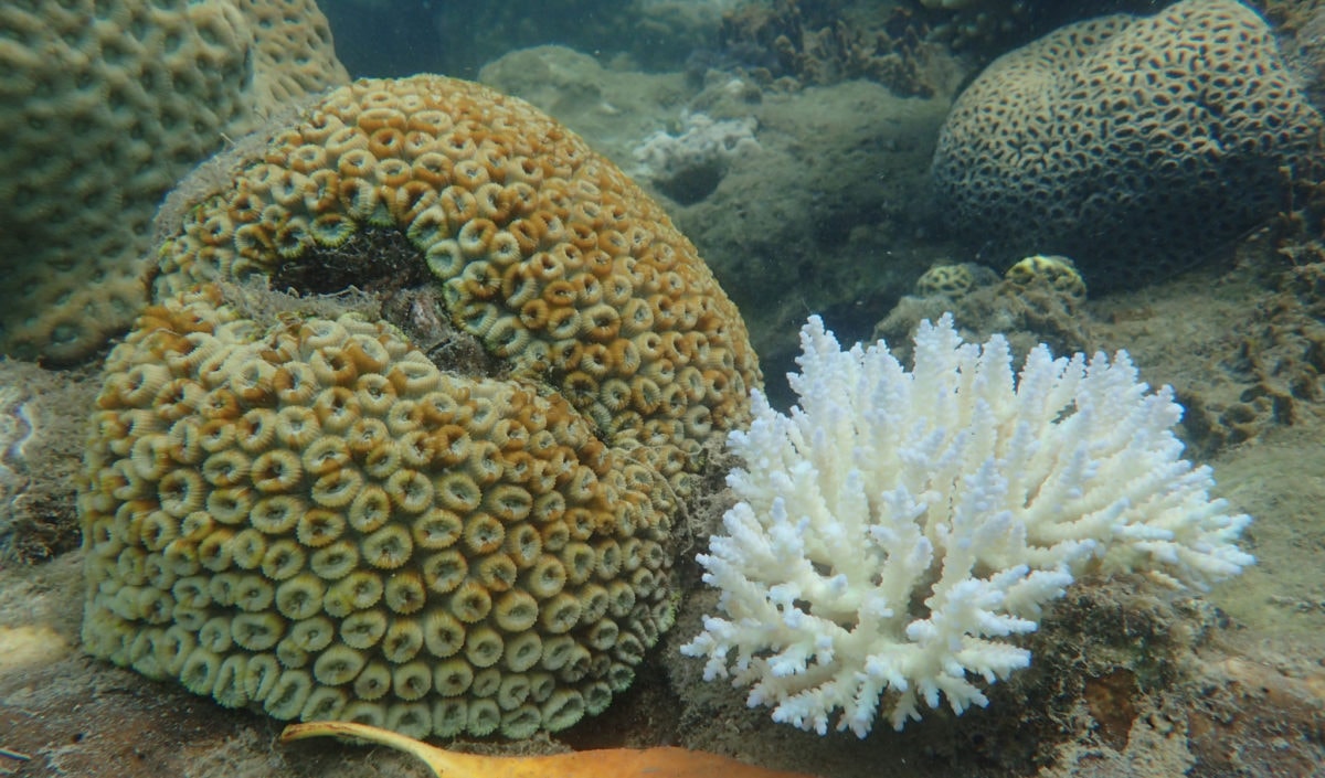 Report shows ‘Unparalleled’ decline of coral on the Great Barrier Reef