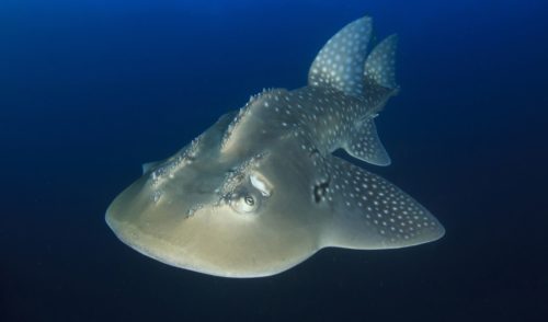 Shark rays: are they sharks or are they rays?