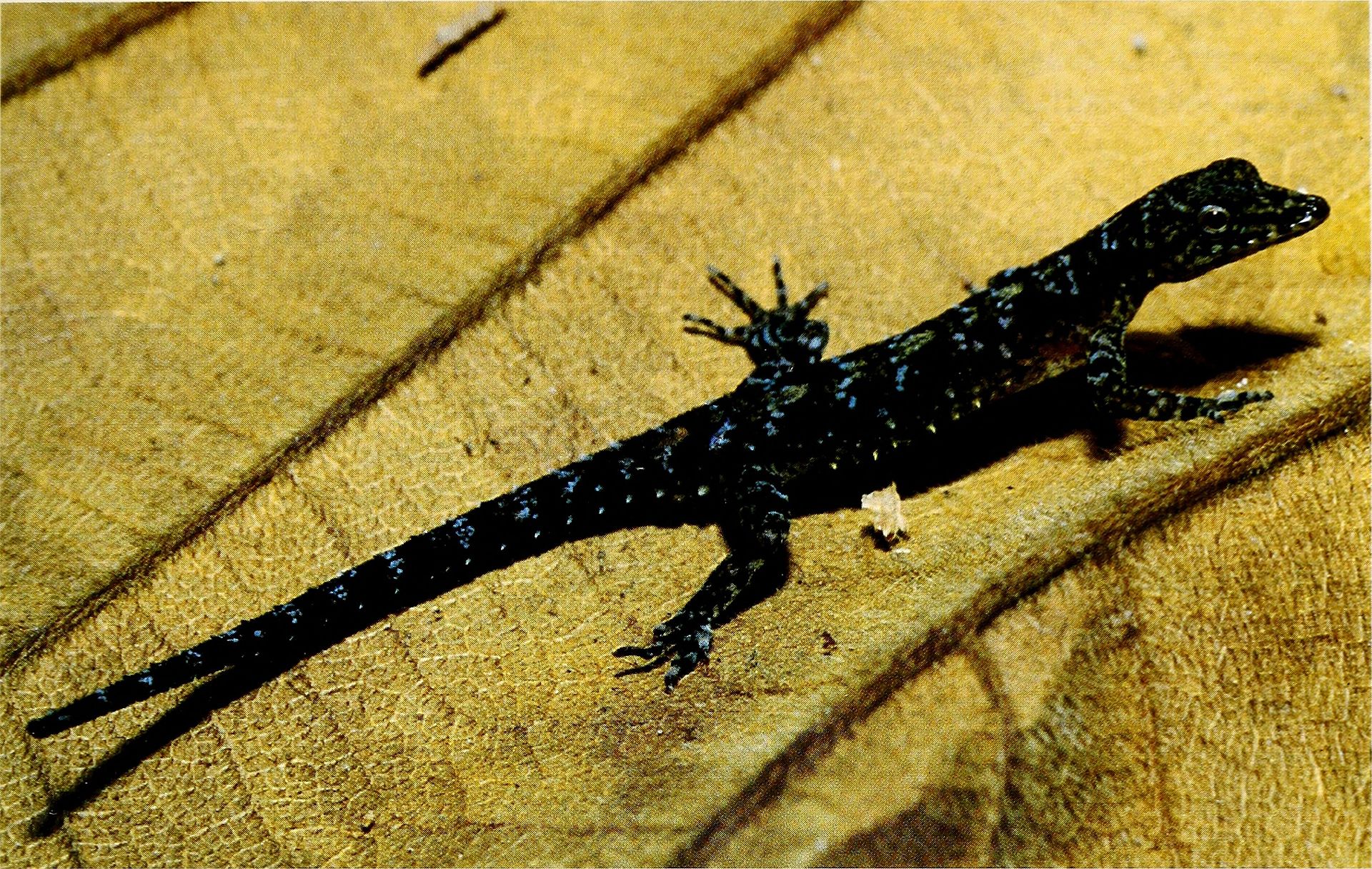 The psychedelic rock gecko is one of the rarest reptiles on Earth