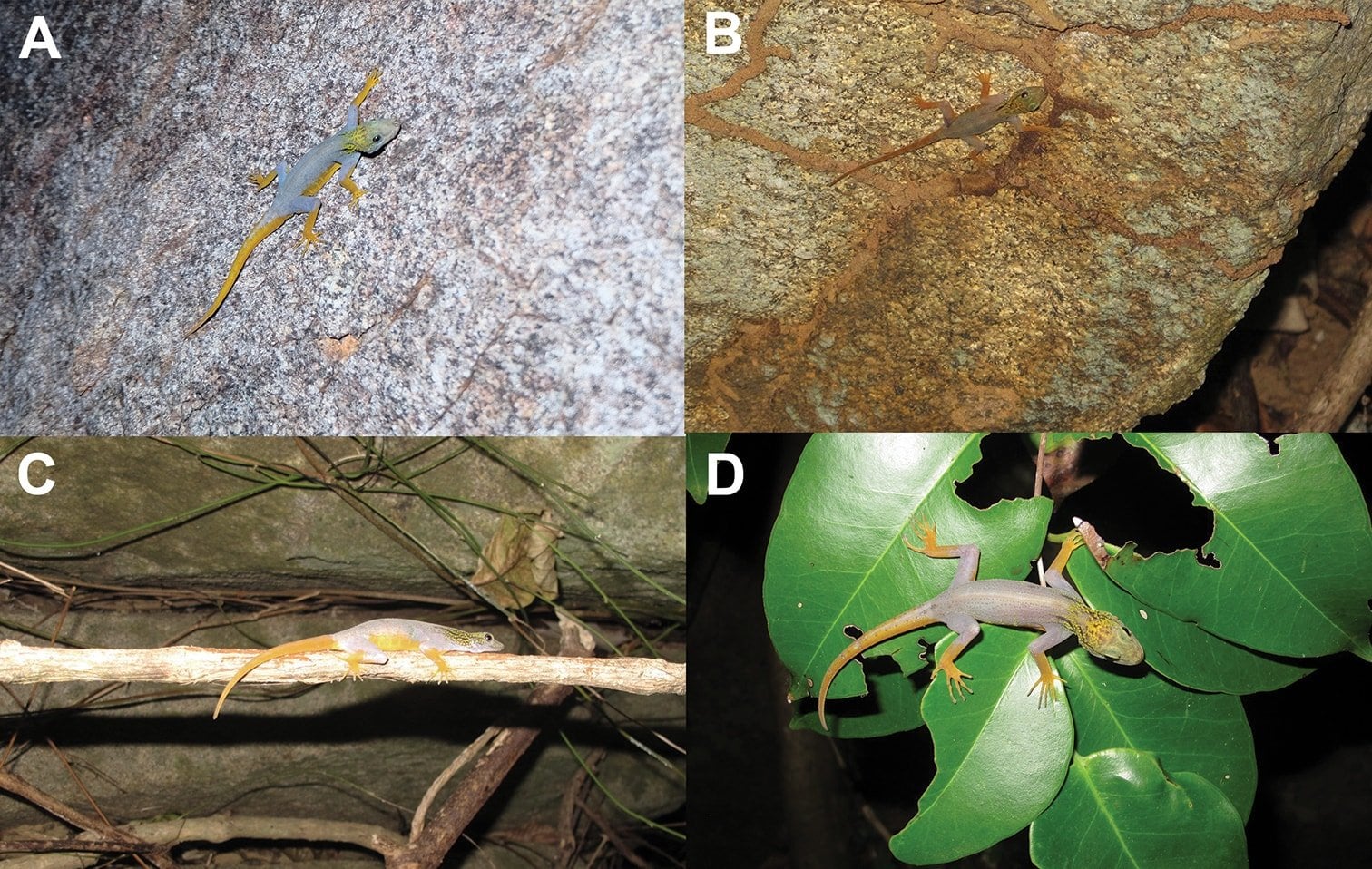 The psychedelic rock gecko is one of the rarest reptiles on Earth