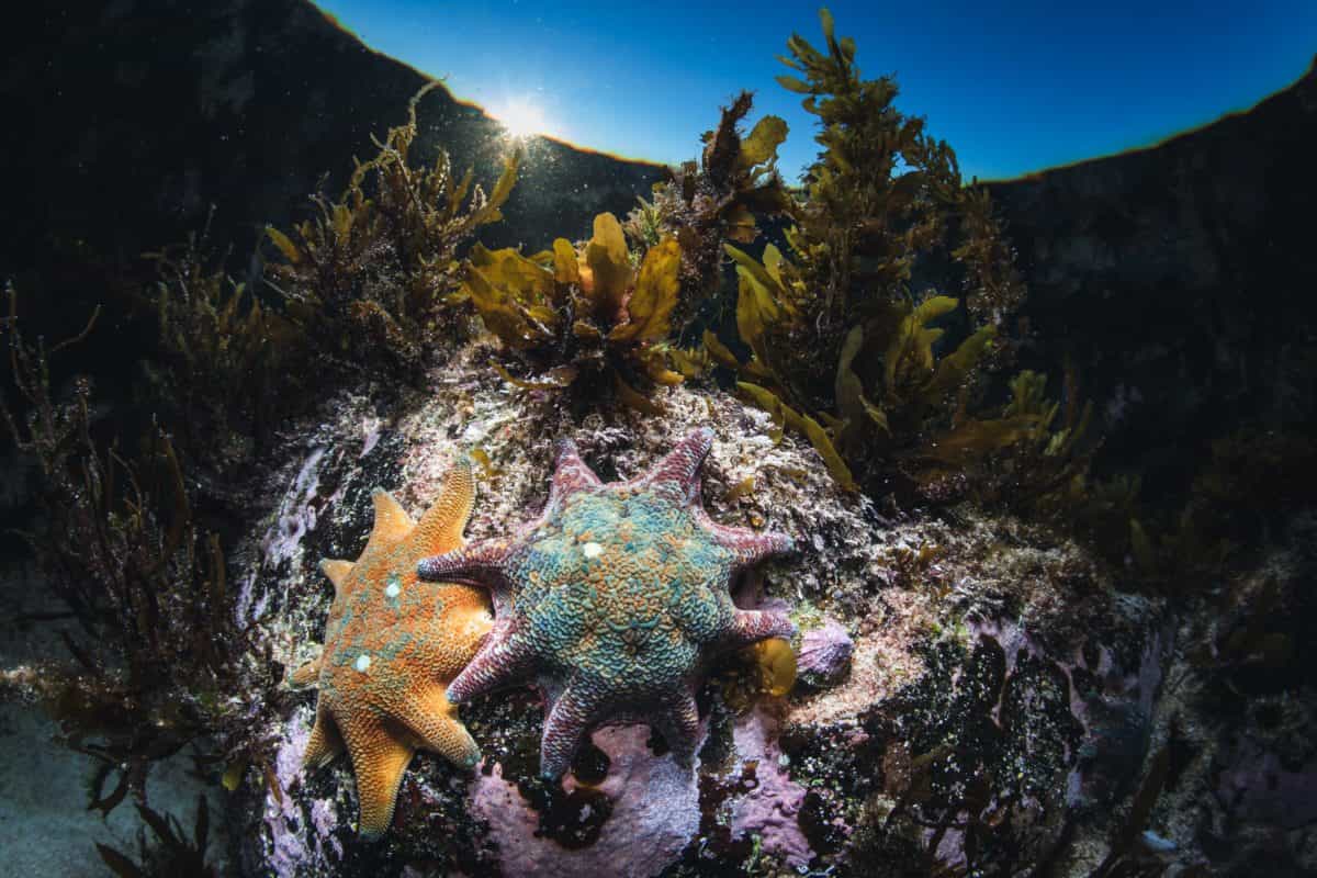 Portals of life: inside Australia’s rock pools