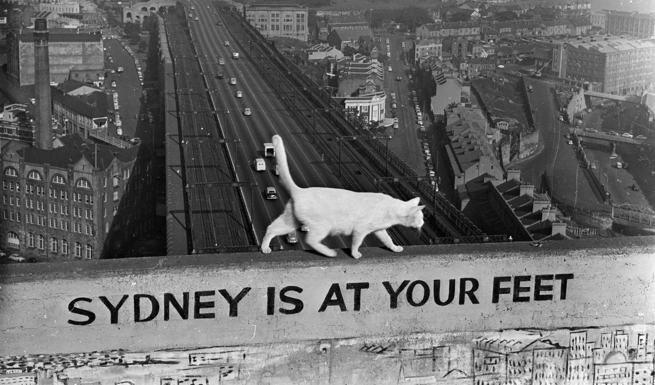 The ‘world-famous’ cats that once lived in the Sydney Harbour Bridge