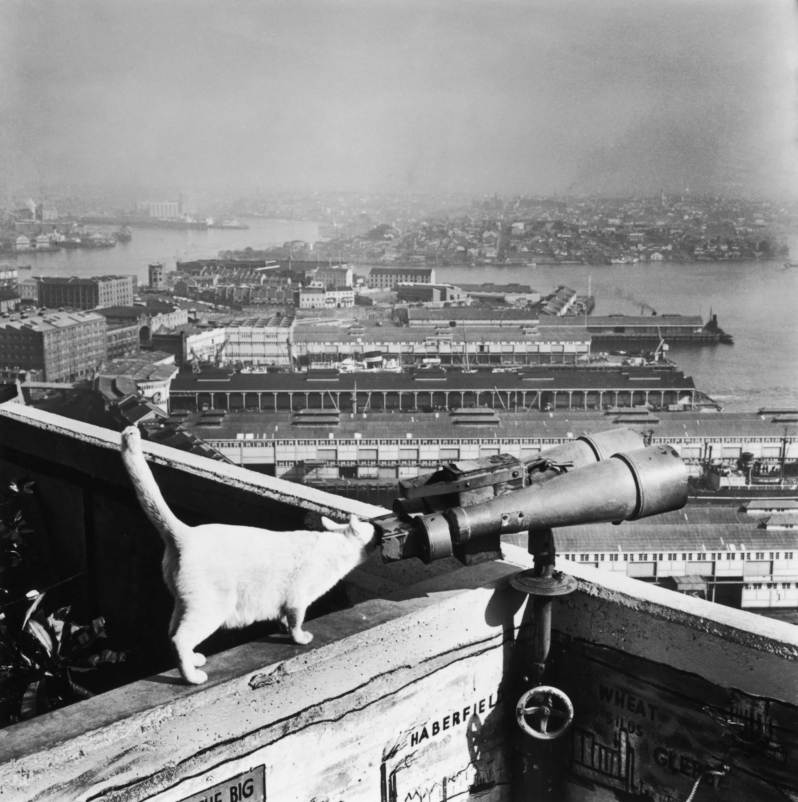 The ‘world-famous’ cats that once lived in the Sydney Harbour Bridge