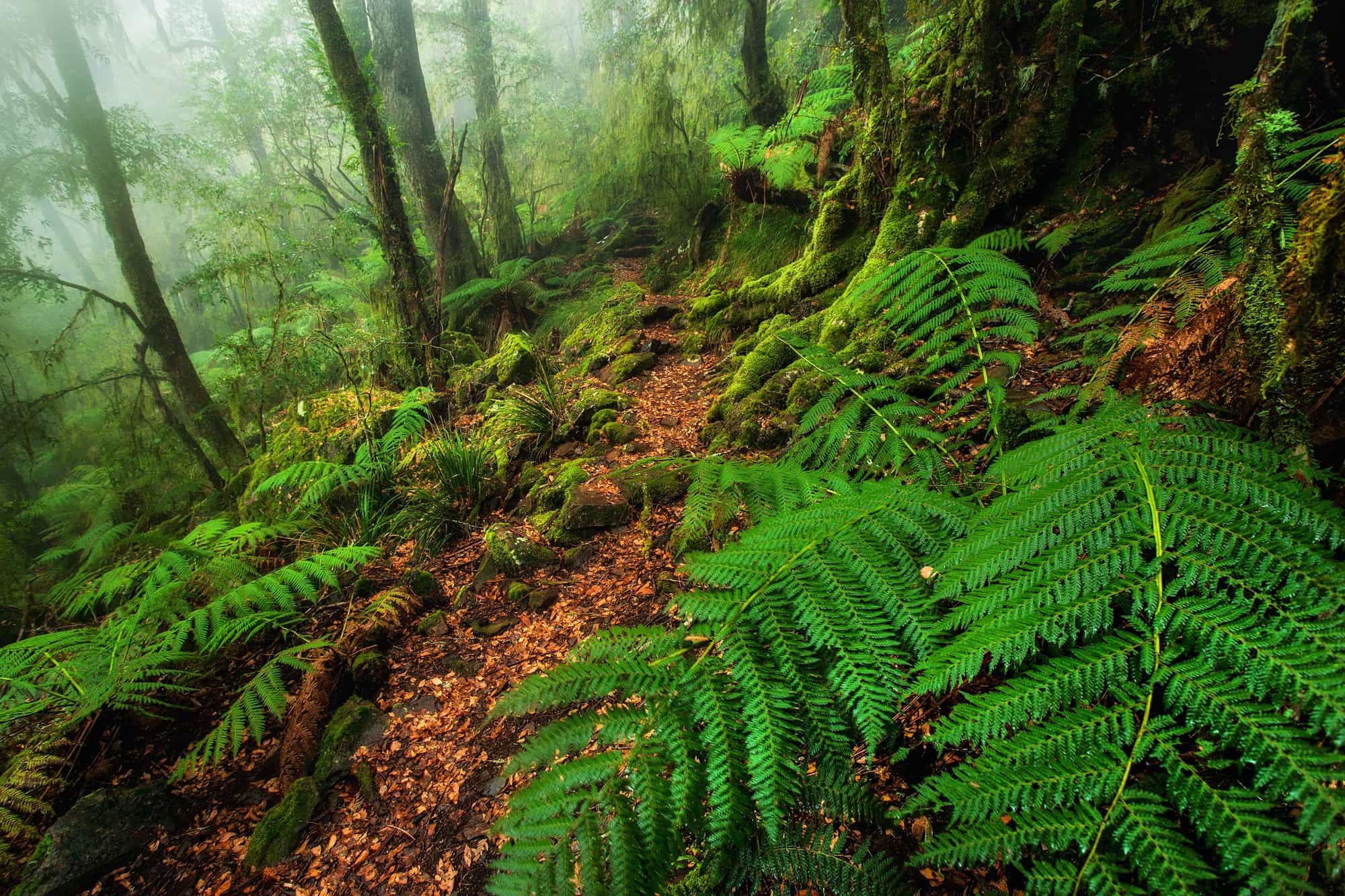 Splendid protection - Australian Geographic