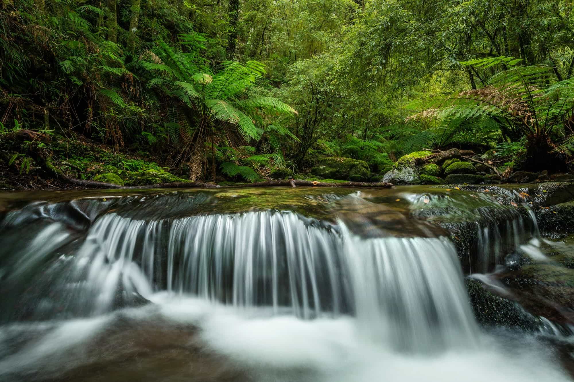 Splendid protection - Australian Geographic