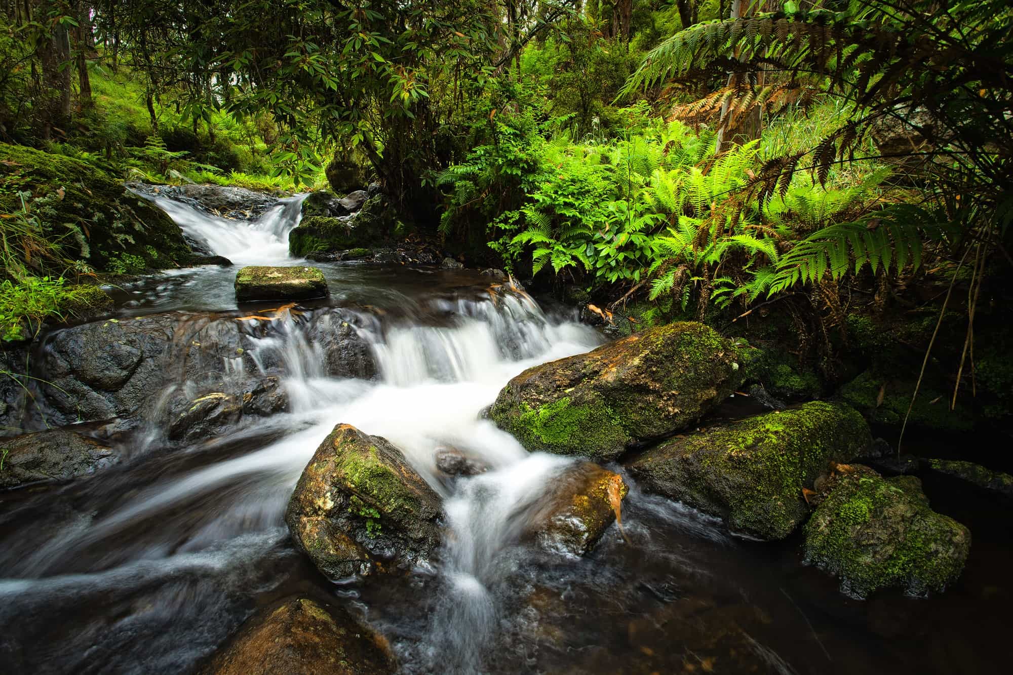Splendid protection - Australian Geographic