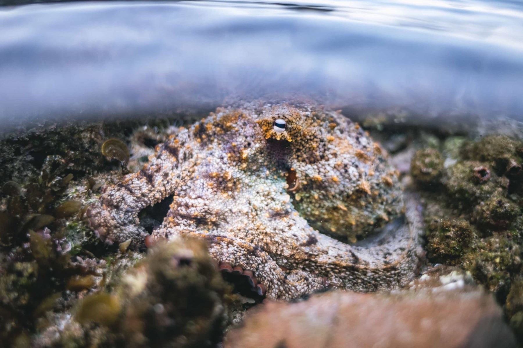 Portals of life: inside Australia’s rock pools