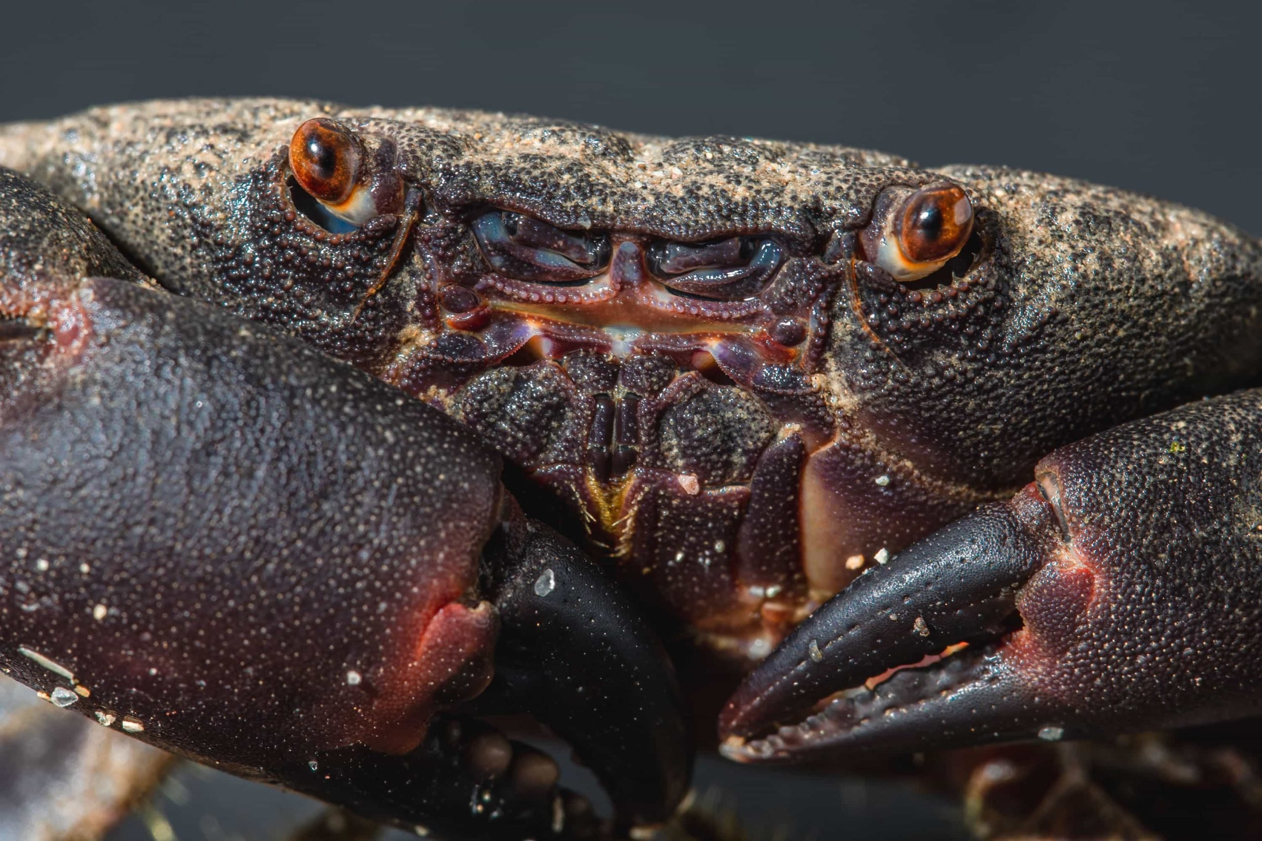 Portals of life: inside Australia’s rock pools