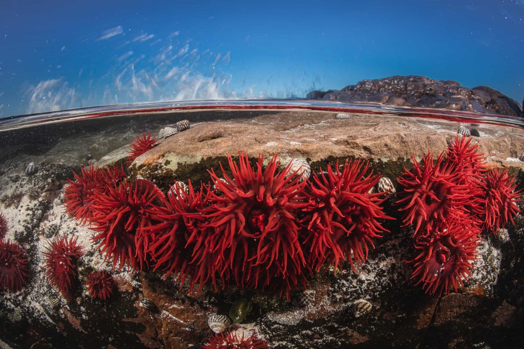 Portals of life: inside Australia’s rock pools