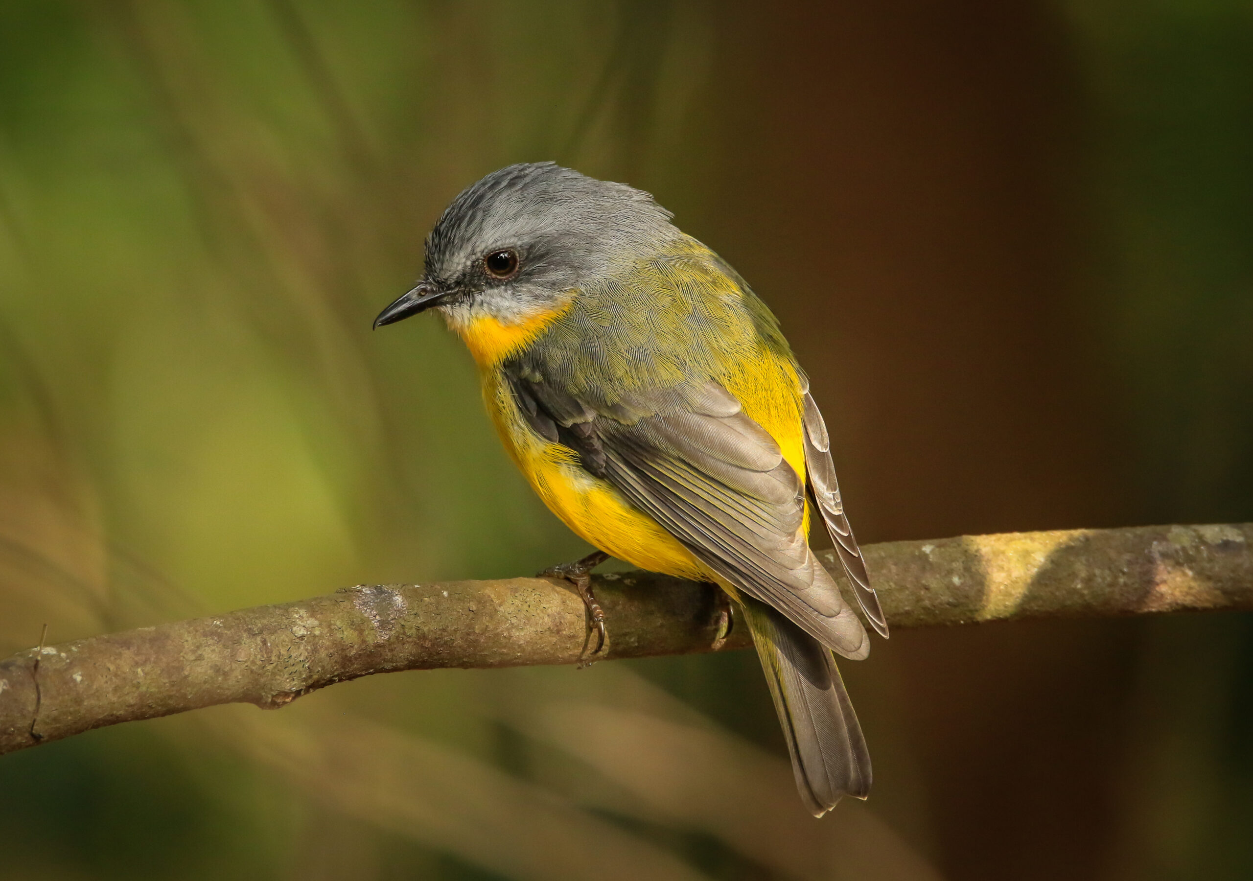 A guide to Australia’s most colourful robins