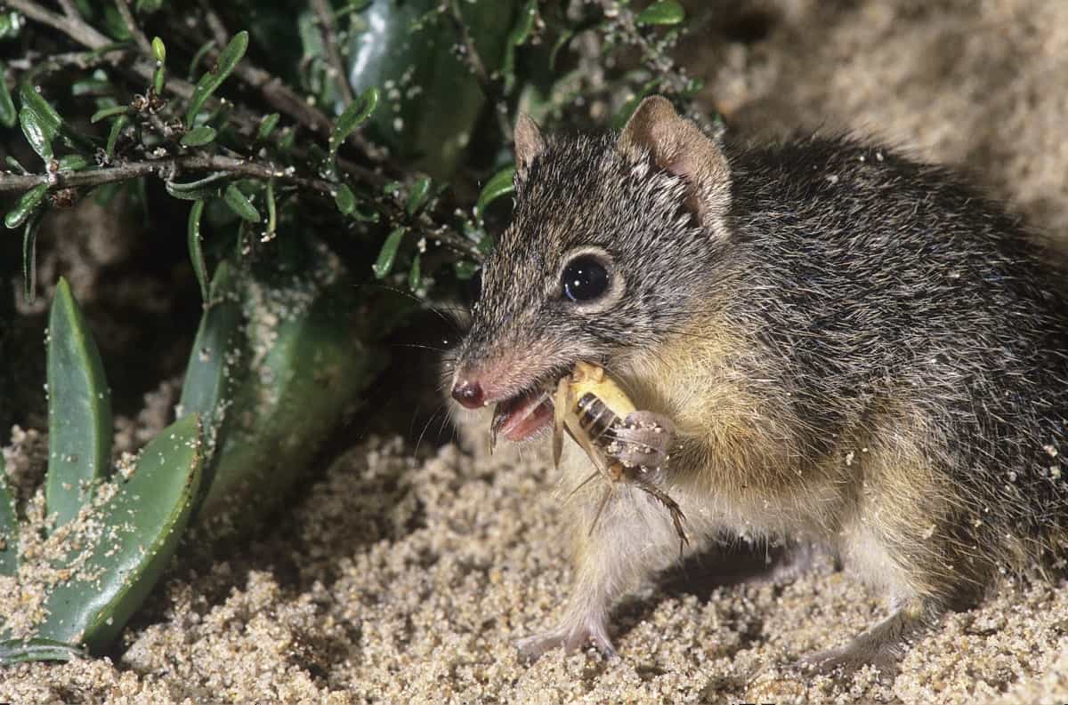 Meet the Dibbler, one of the world’s rarest mammals