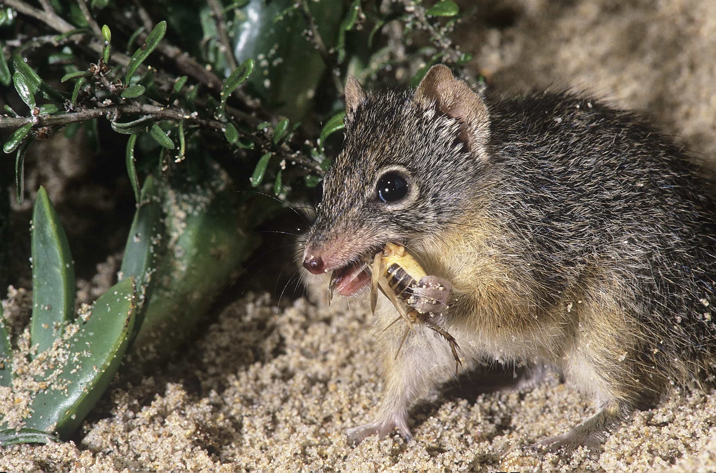 Meet the Dibbler, one of the world’s rarest mammals