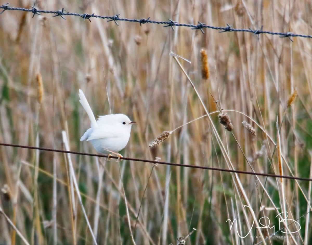 Rare, white fairy-wren photographed in western Victoria