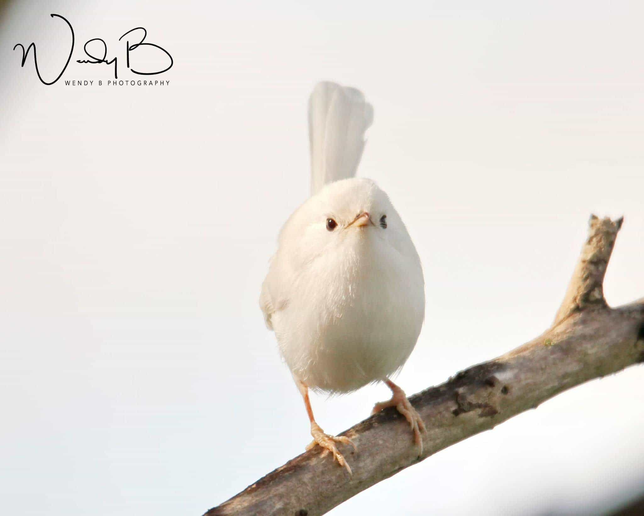 Rare, white fairy-wren photographed in western Victoria