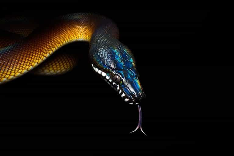Meet the rainbow serpent: the white-lipped python