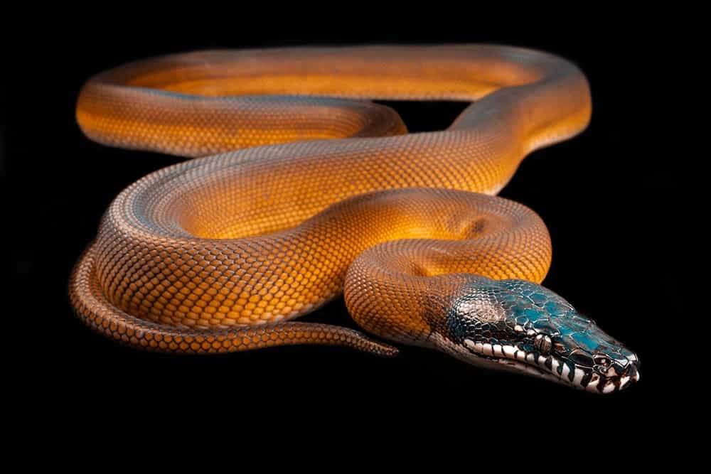 Meet the rainbow serpent: the white-lipped python