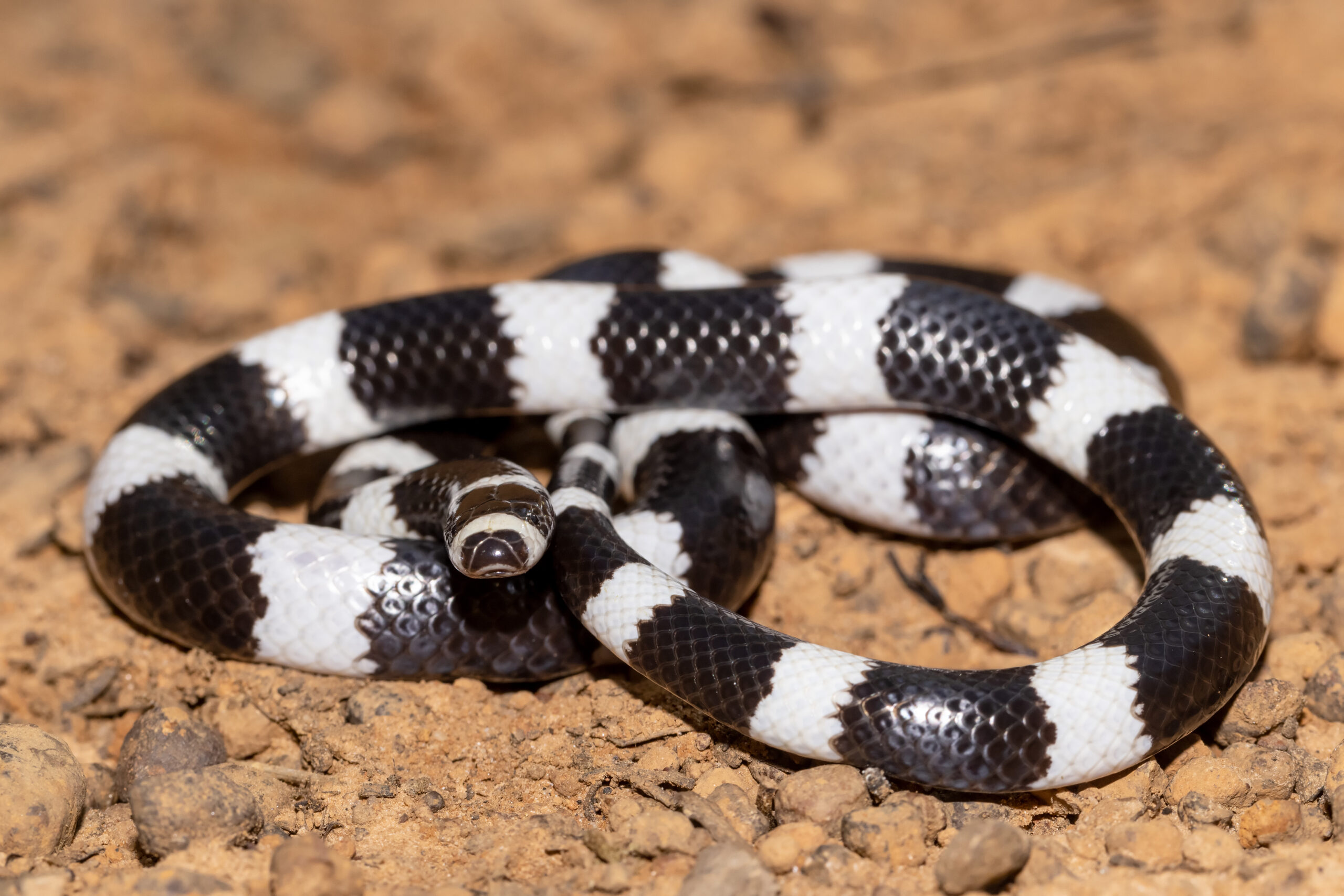 Western King Snake