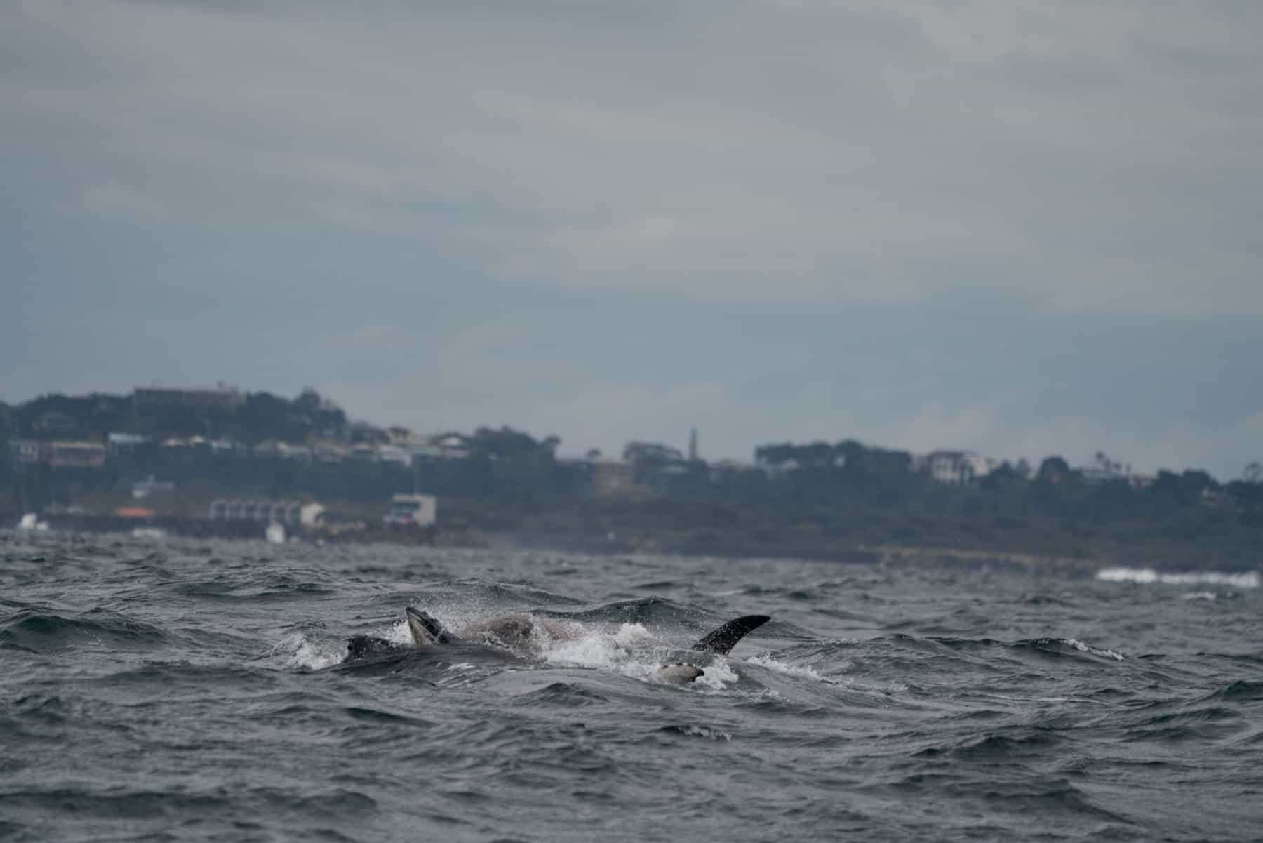Watch as a pod of orcas attack a humpback whale calf