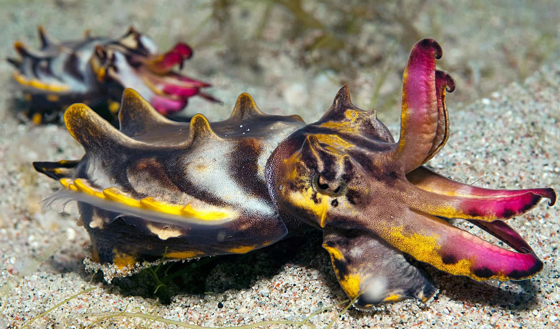 Welcome to Cuttlefest - Australian Geographic
