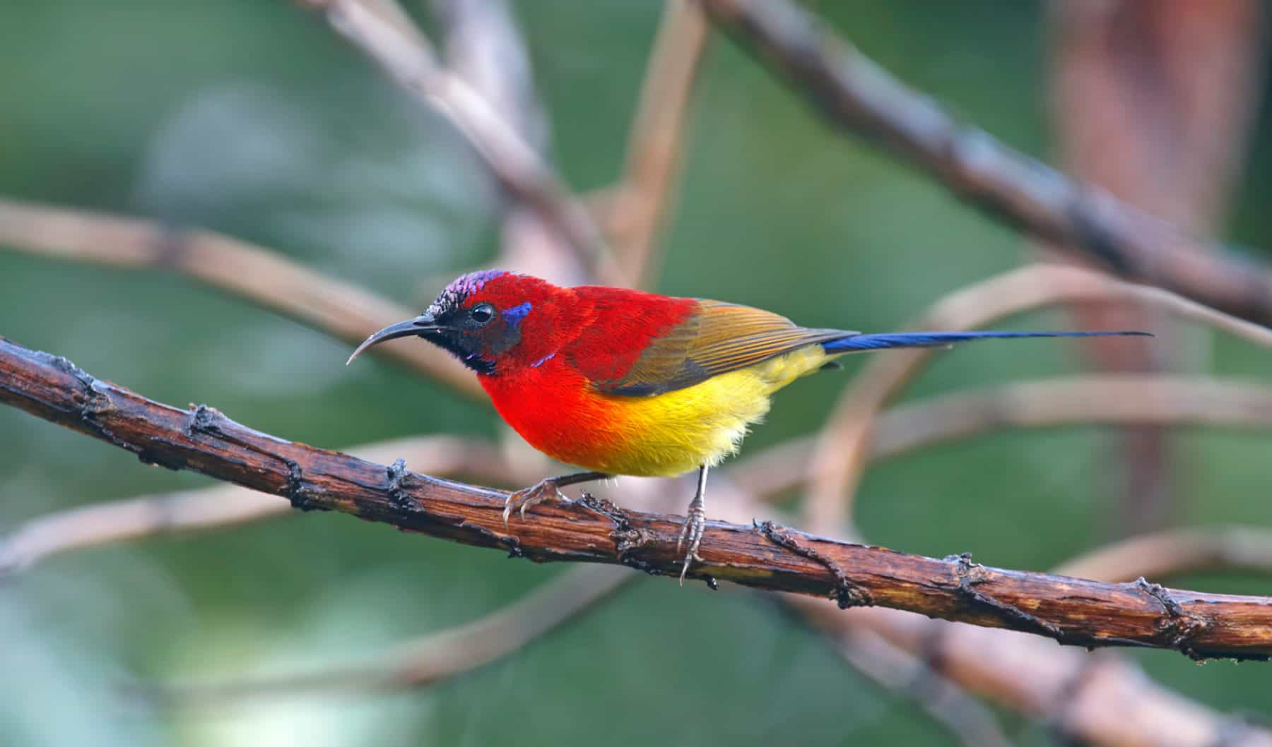 Mrs Gould’s Sunbird is a tiny delight